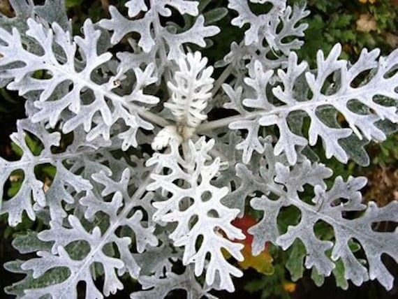 Dusty Miller Silver Dust