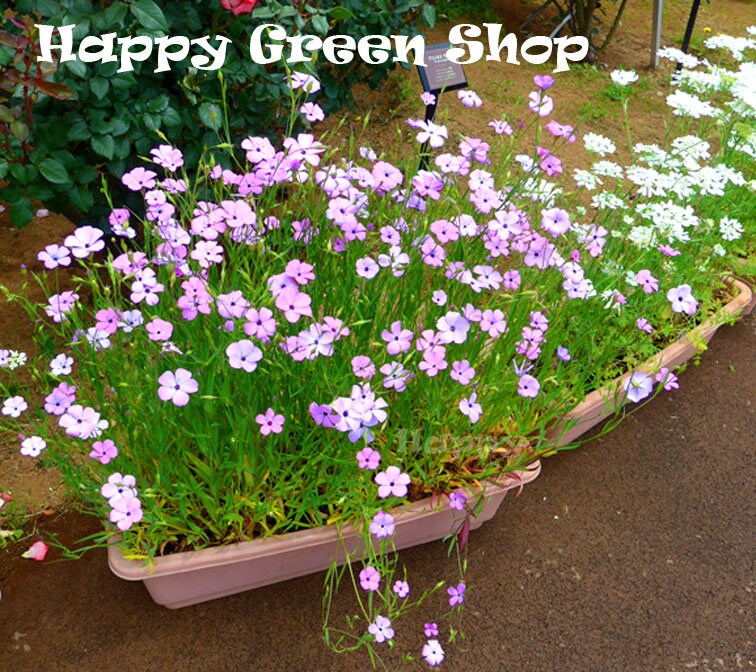 Silene Coeli Rosa Mix 1000 Seeds Viscaria Oculata Blue - Etsy