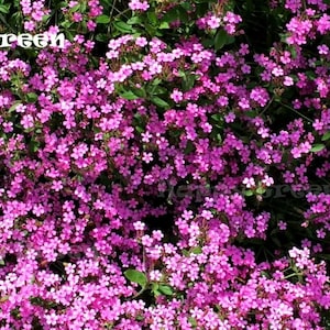 Tumbling Ted SOAPWORT – SAPONARIA OCYMOIDES - 700 Seeds - Trailing ...