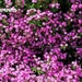Tumbling Ted SOAPWORT – SAPONARIA OCYMOIDES - 700 Seeds - Trailing ...