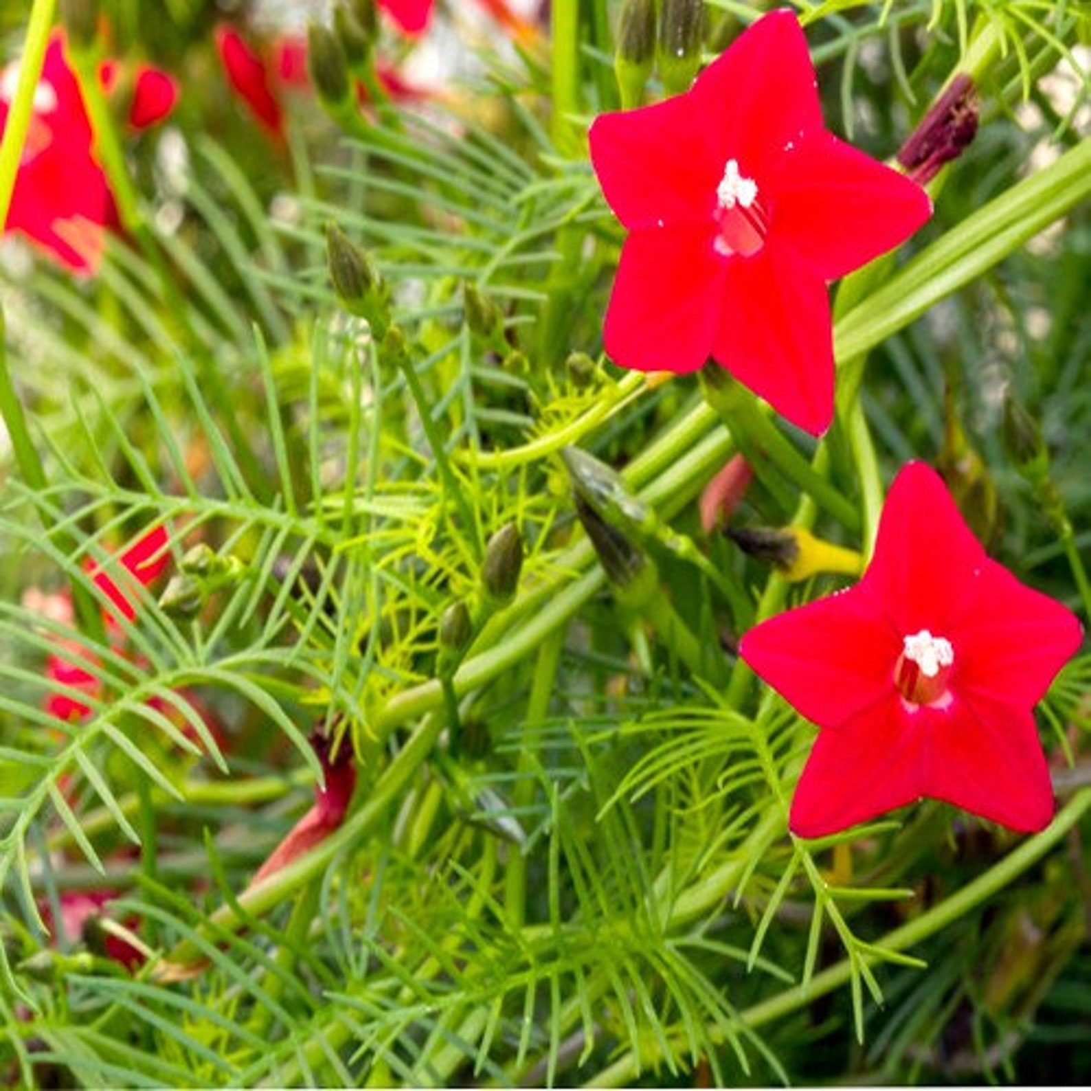 Morning Glory Red CYPRESS VINE 100 Seeds Ipomoea - Etsy Canada