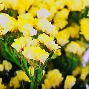 Statice Yellow - 130 Seeds - Dry Flower - SEA LAVENDER - Limonium ...