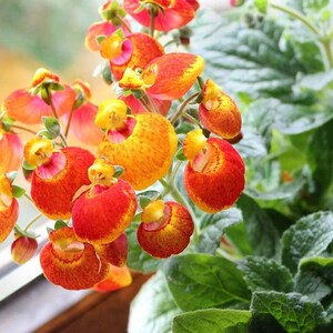 SLIPPER FLOWER Mix - Calceolaria Herbeohybrida F2 Fascination Nana ...