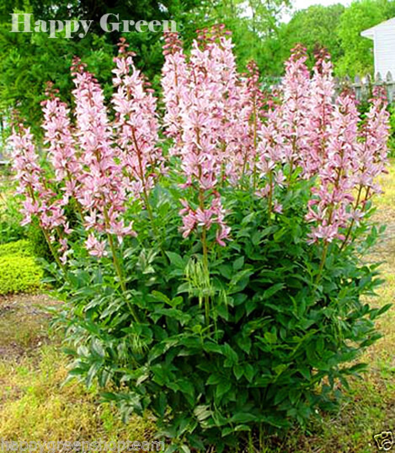 BURNING BUSH 25 SEEDS Dictamnus Fraxinella Attractive to | Etsy