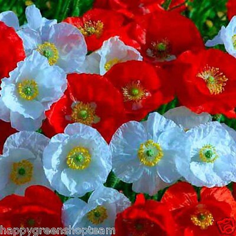 Shirley Poppy Mixed- ENGLISH POPPY - 23 000 Seeds - Papaver Rhoeas ...