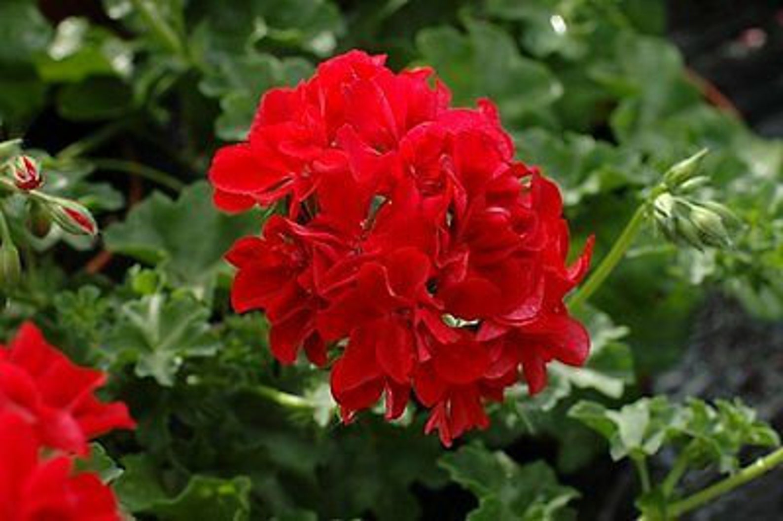 10 Seeds F2 BICOLOR RED GERANIUM Colorama Pelargonium Zonale - Etsy Canada