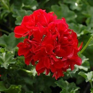 10 Seeds F2 BICOLOR RED GERANIUM Colorama Pelargonium Zonale - Etsy Canada