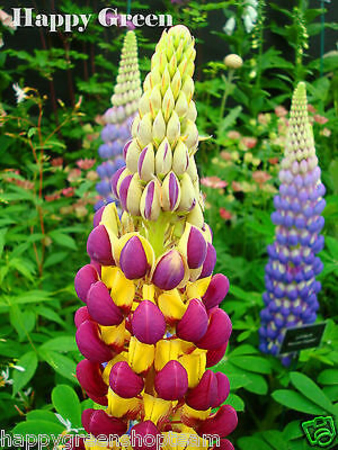 Russell Lupin MIX Lupinus Polyphyllus 60 Seeds PERENNIAL - Etsy