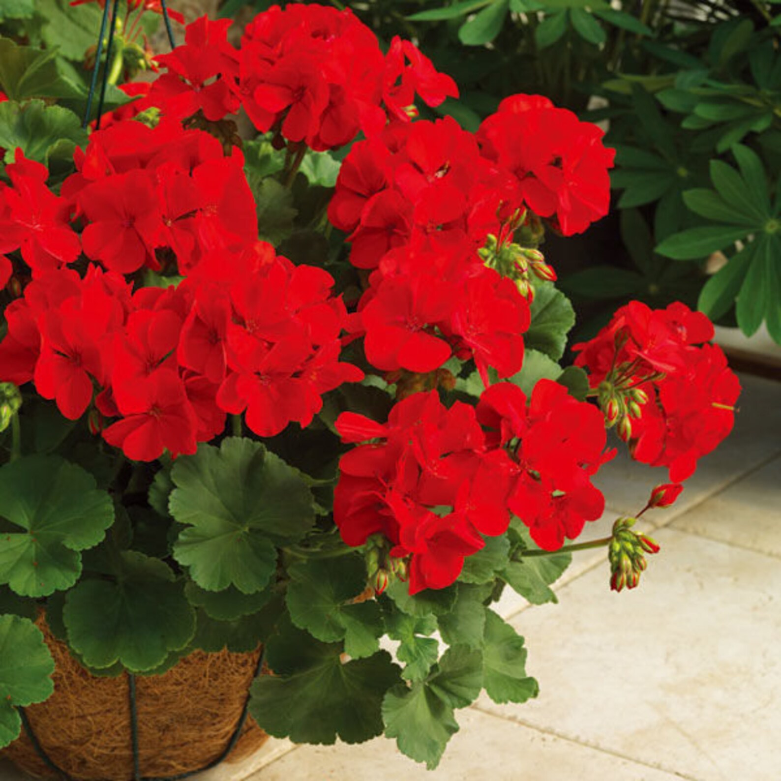 10 Seeds F2 BICOLOR RED GERANIUM Colorama Pelargonium Zonale - Etsy Canada