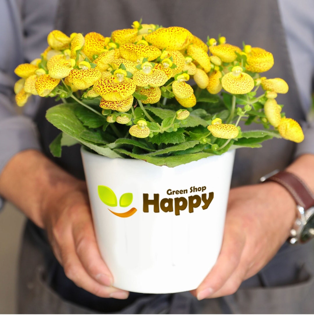 SLIPPER FLOWER Mix - Calceolaria Herbeohybrida F2 Fascination Nana ...