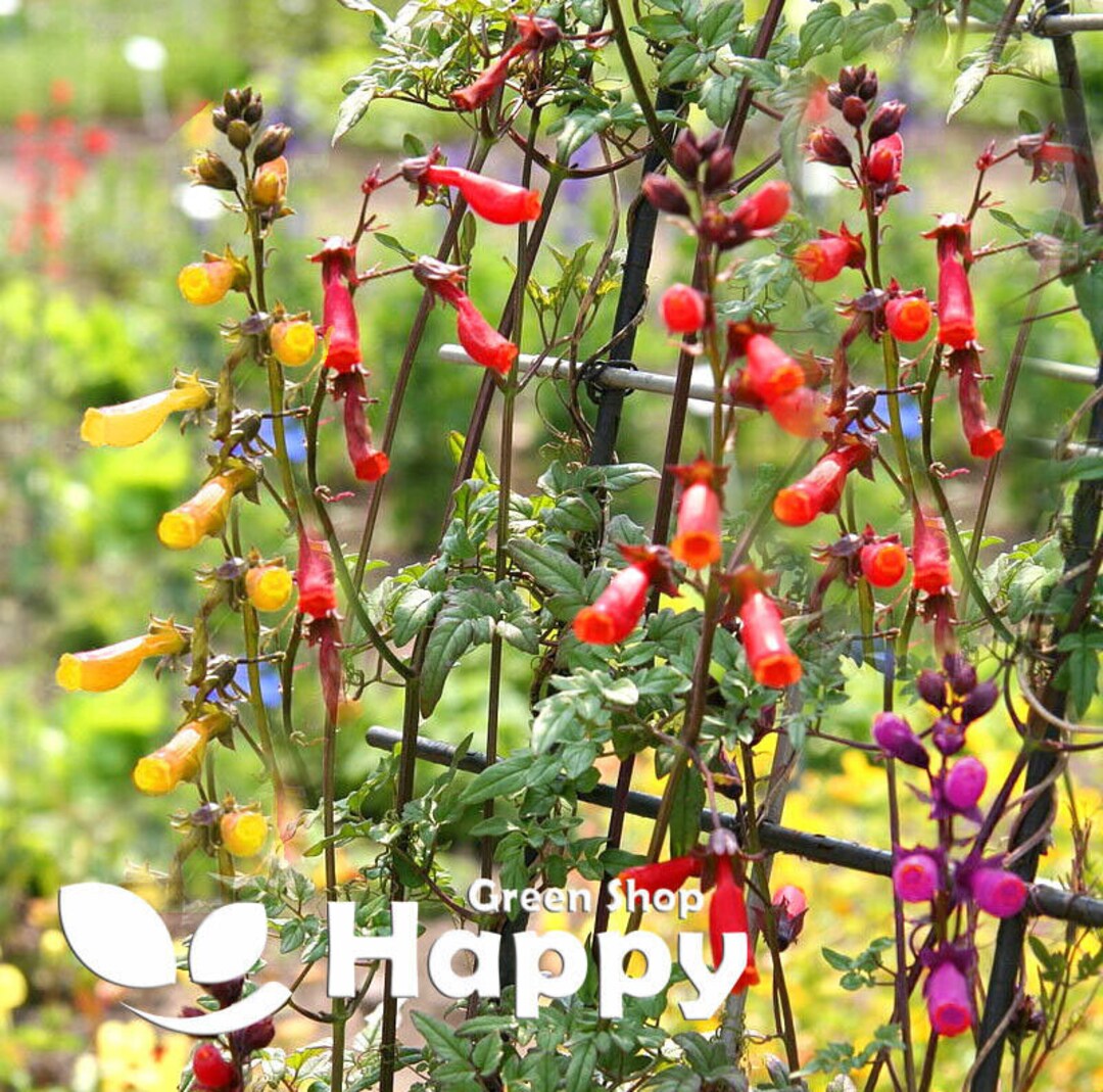Chilean Glory Vine Mix - 400 SEEDS - Eccremocarpus Scaber - FLOWER - Etsy