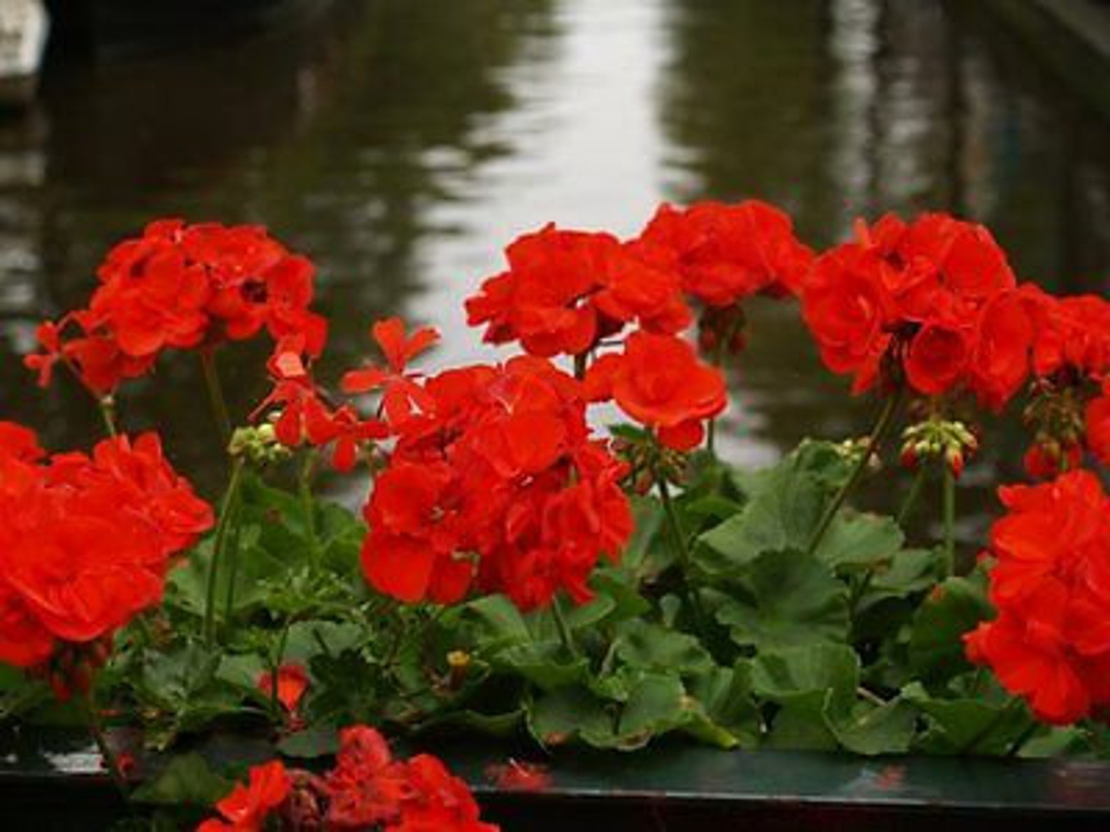 10 Seeds F2 BICOLOR RED GERANIUM Colorama Pelargonium Zonale - Etsy Canada