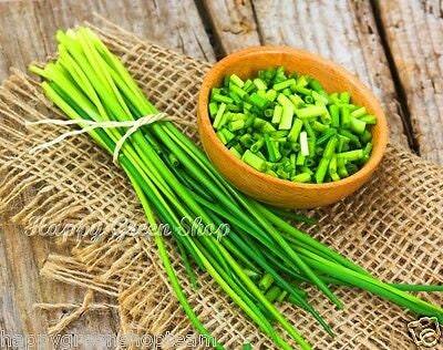 HERB CHIVES Thin Chicks 1200 Seeds Fantastic Garden | Etsy