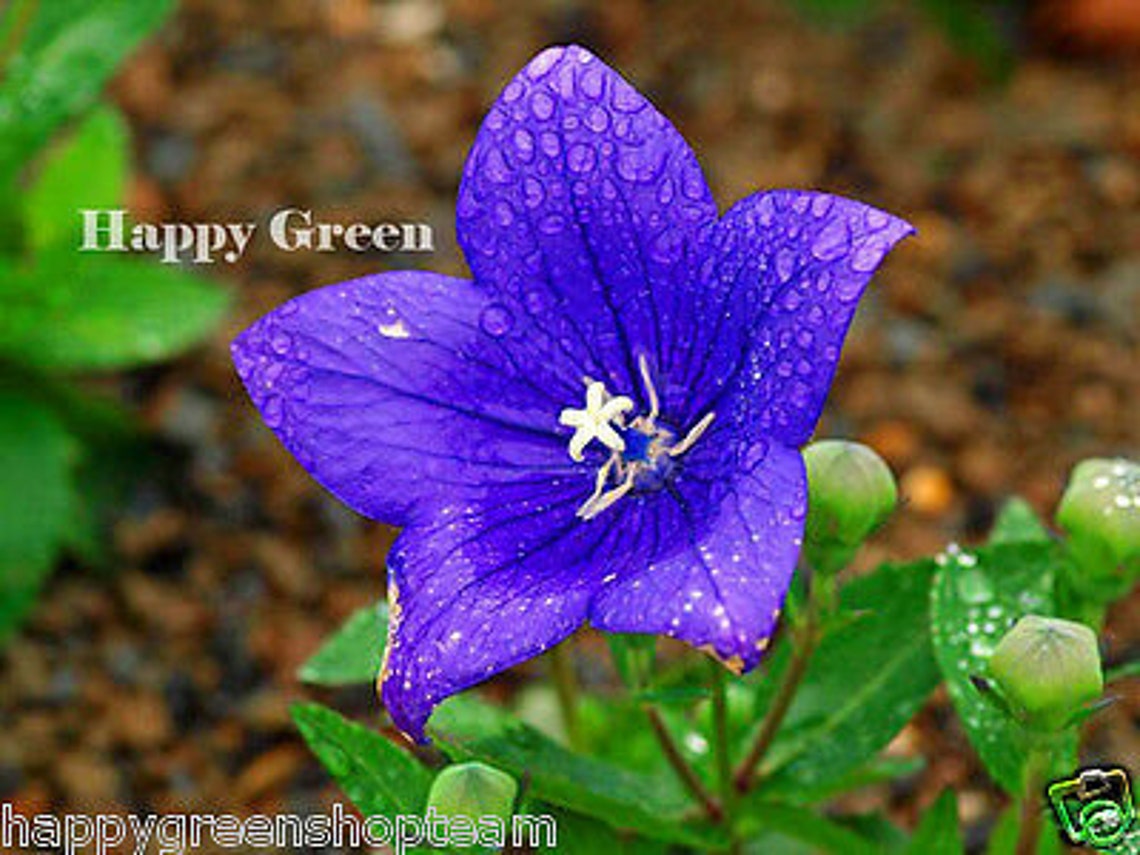 BALLOON FLOWER ASTRA Blue - 250 Seeds - Bellflower Platycodon ...