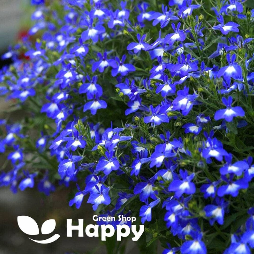 TRAILING LOBELIA CASCADE Blue With White - 5000 Seeds - Lobelia Pendula ...