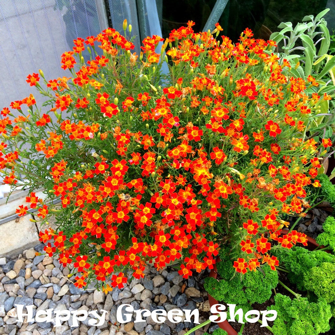 Signet Marigold - RED GEM PAPRICA - 450 Seeds - Tagetes Tenuifolia ...