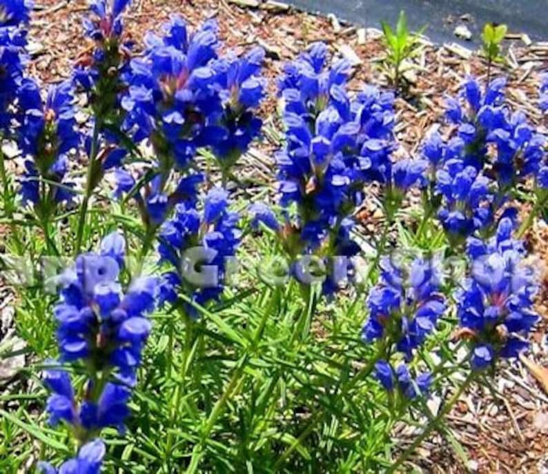 MOLDAVIAN DRAGONHEAD Dracocephalum Moldavica 30 SEEDS - Etsy