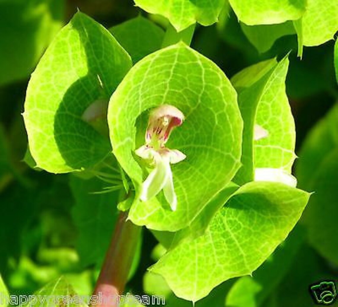BELLS OF IRELAND 400 Seeds Moluccella Laevis Annual - Etsy