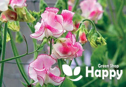 Sweet Pea - Ripple Mixed - 15 Seeds - Latyrus Odoratus Climbing Flower ...