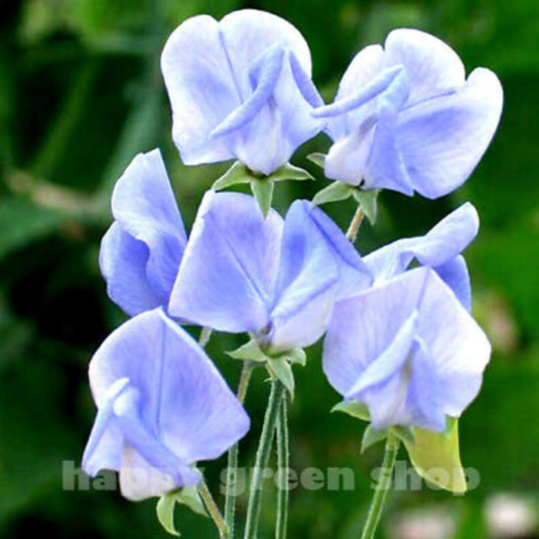 Blue Sweet Pea Flower