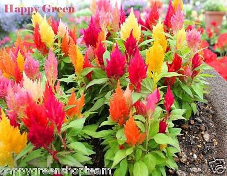 DWARF PLUMED COCKSCOMB Glitters Mixed 100 Seeds Celosia - Etsy UK