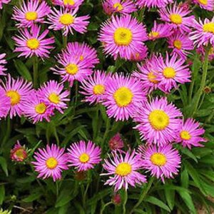 ALPINE ASTER Mixed COLOURS 150 Seeds Aster Alpinus Rockery Flower - Etsy
