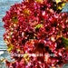 LOLLO ROSSO - Loosy Leaf Lettuce - 1000 Seeds - Vegetable Seeds - Etsy