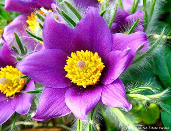 Pasque Flower