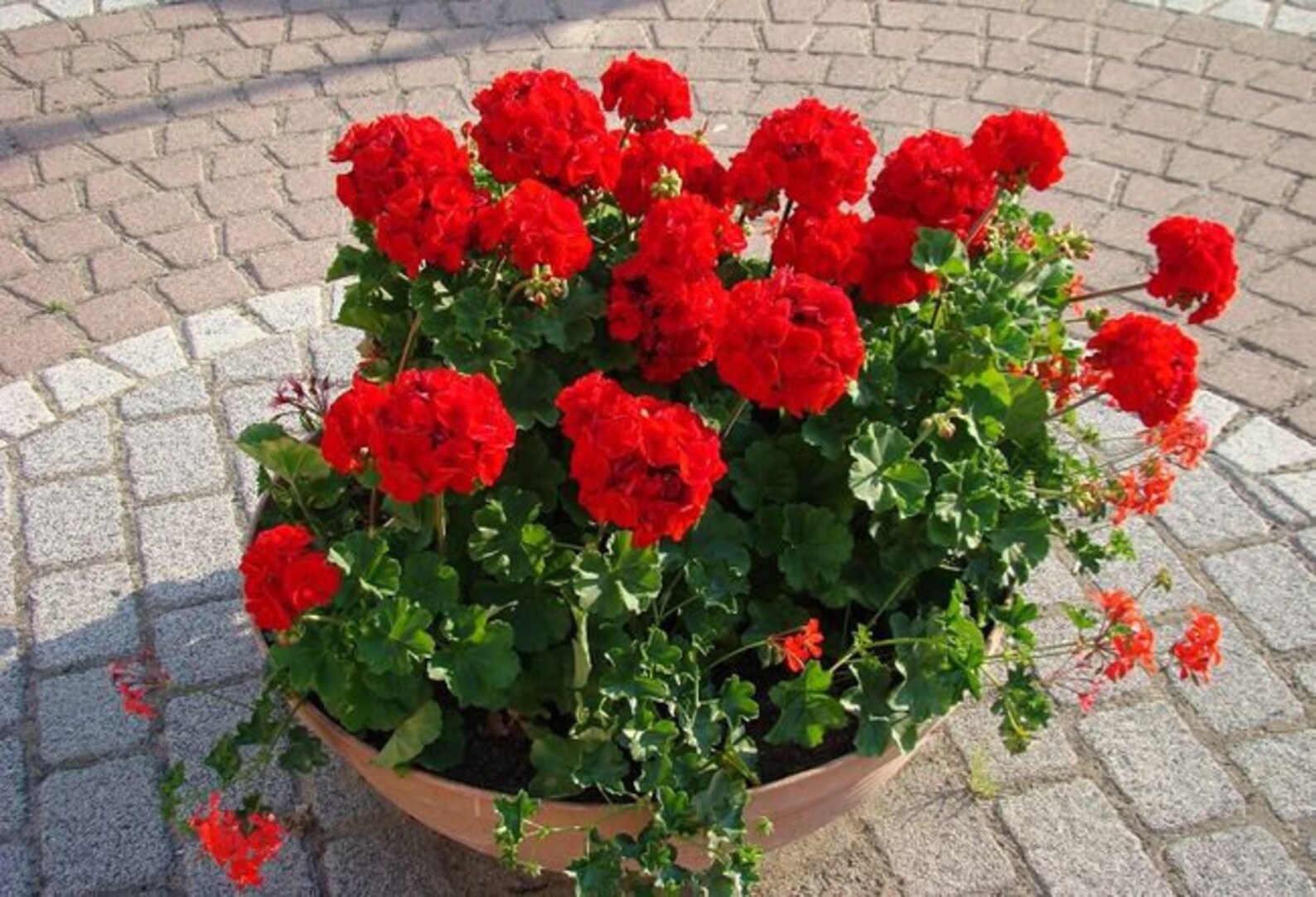 10 Seeds F2 BICOLOR RED GERANIUM Colorama Pelargonium Zonale - Etsy Canada