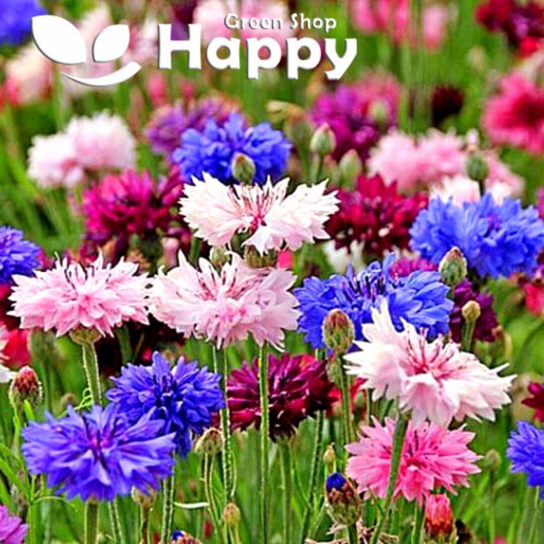 DWARF CORNFLOWER 1000 SEEDS - Double Polka Dot Mixed - Centaurea Cyanus ...