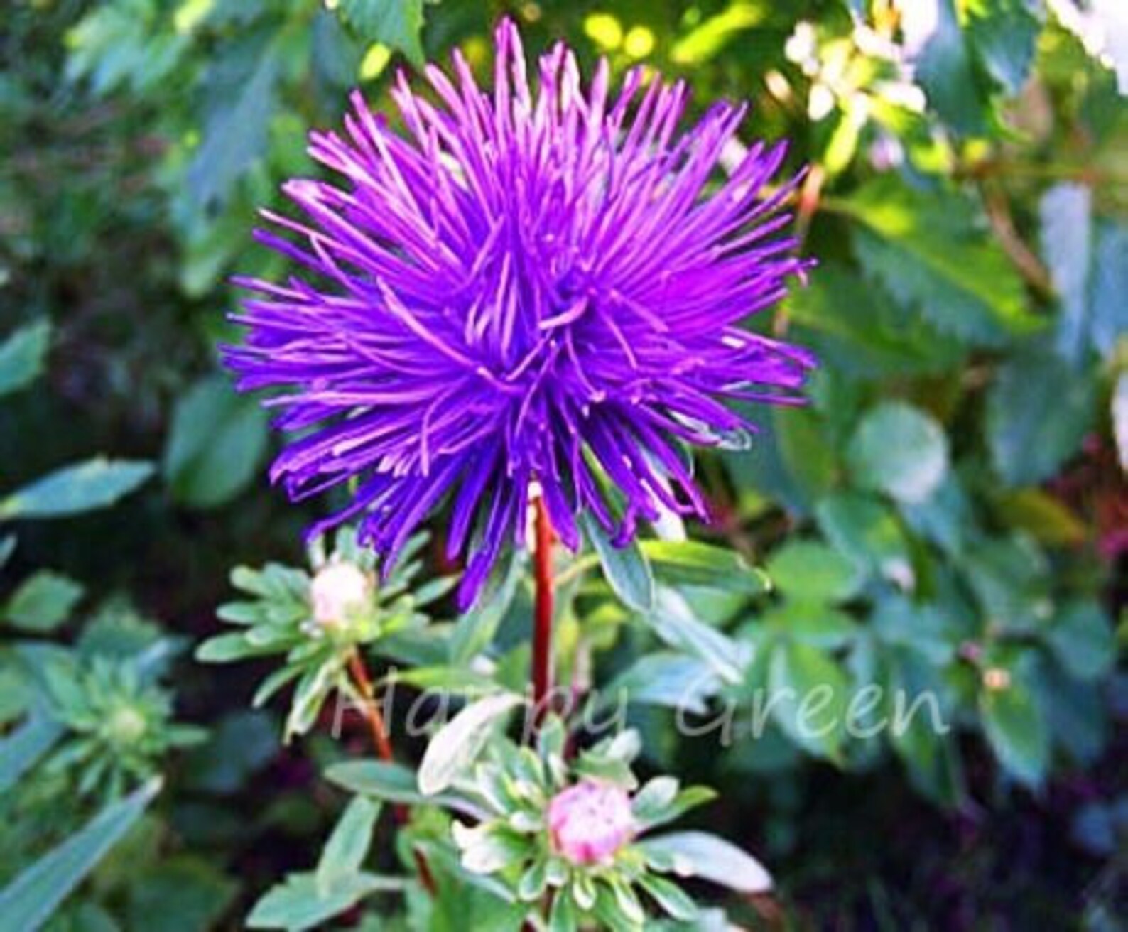 CHINA ASTER Needle Purple 300 Seeds Callistephus - Etsy UK