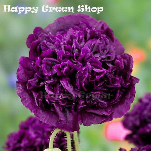 Poppy and Violet Flower - Etsy