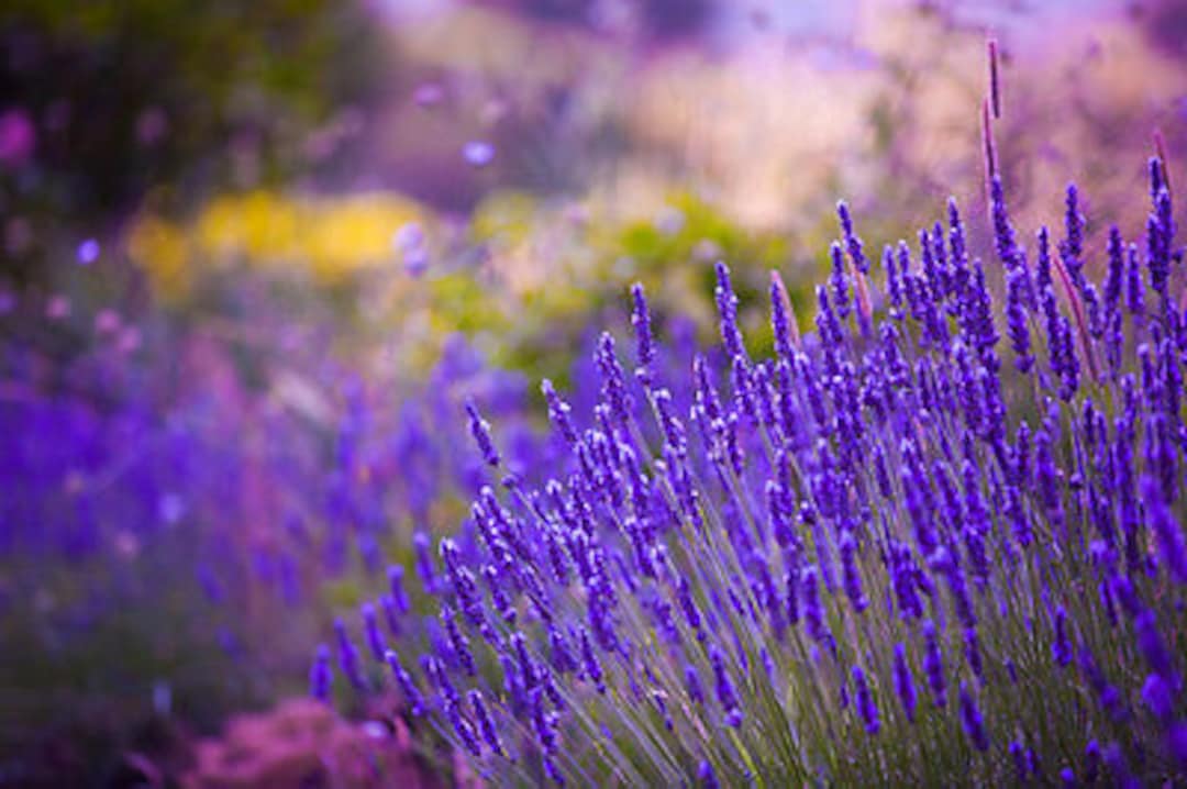 LAVENDER - 300 SEEDS - Lavandula Vera Angustifolia - Amazing Fragnant ...