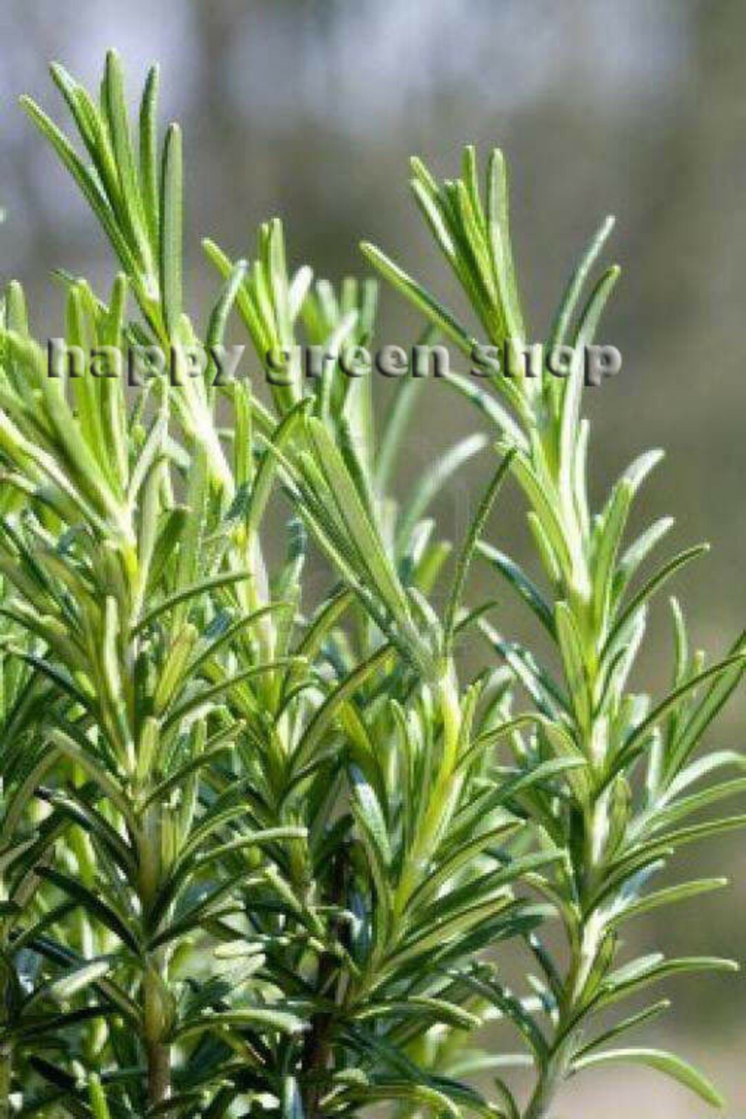 Tarragon Russian - Herb - ARTEMISIA DRACUNCULUS - 2000 Seeds - Etsy