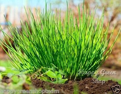HERB - CHIVES Thin Chicks - 1000 Seeds - Fantastic Garden Balcony Herb ...