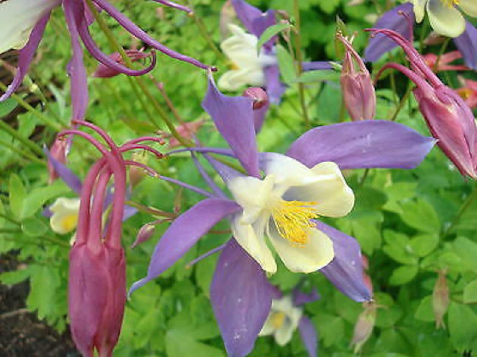 COLUMBINE MIX Mrs Scott Elliott 250 Seeds Aquilegia - Etsy UK
