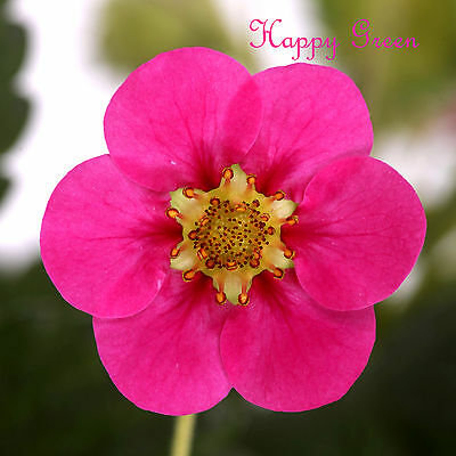 Strawberry Trailing Rainbow Treasure F1 Fragaria X Ananassa | Etsy