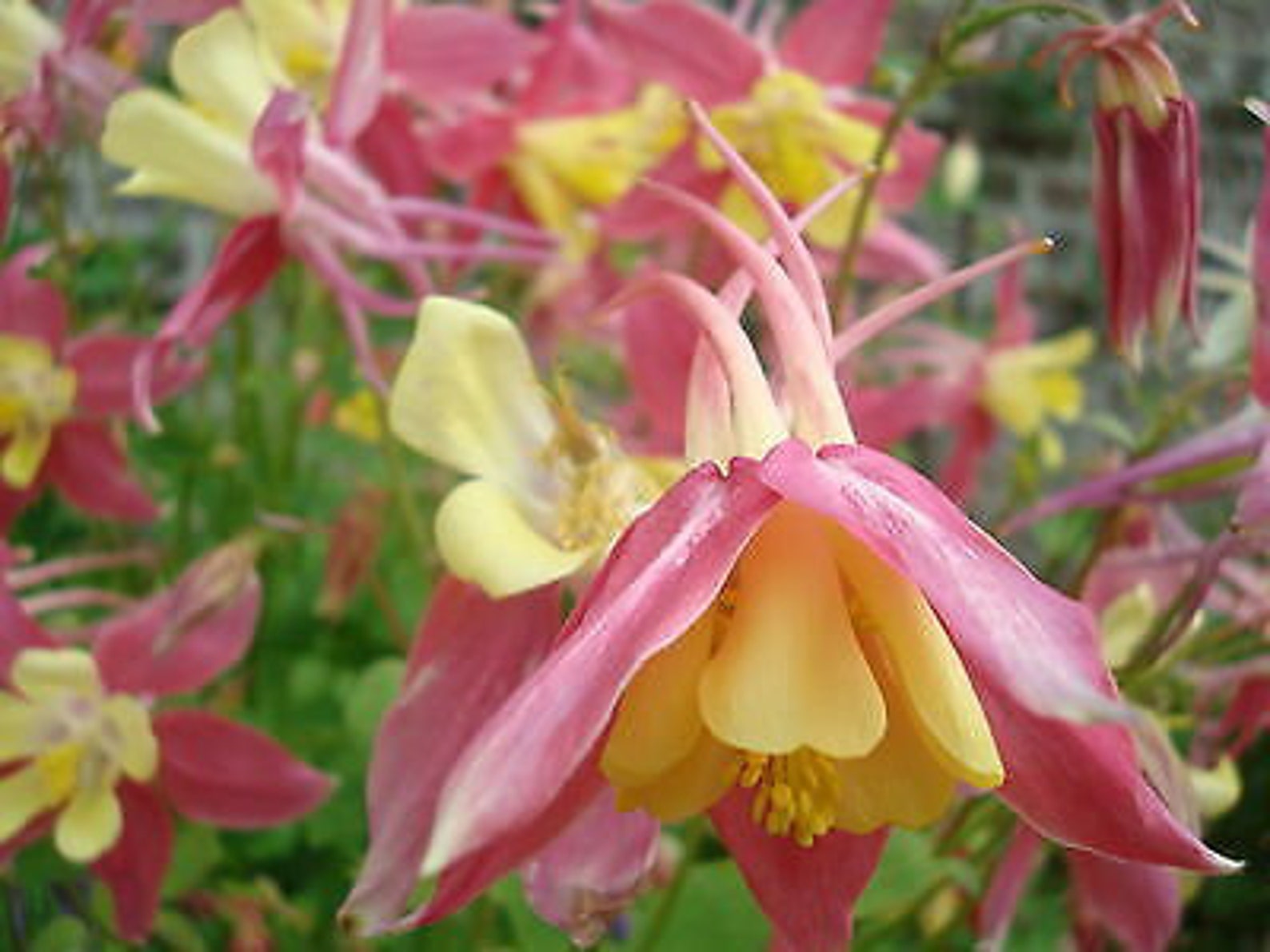 COLUMBINE MIX - Mrs Scott Elliott - 250 Seeds - Aquilegia Caerulea ...