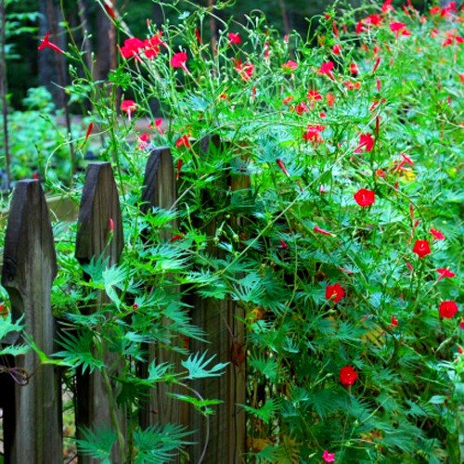 Morning Glory Red CYPRESS VINE 100 Seeds Ipomoea - Etsy Canada