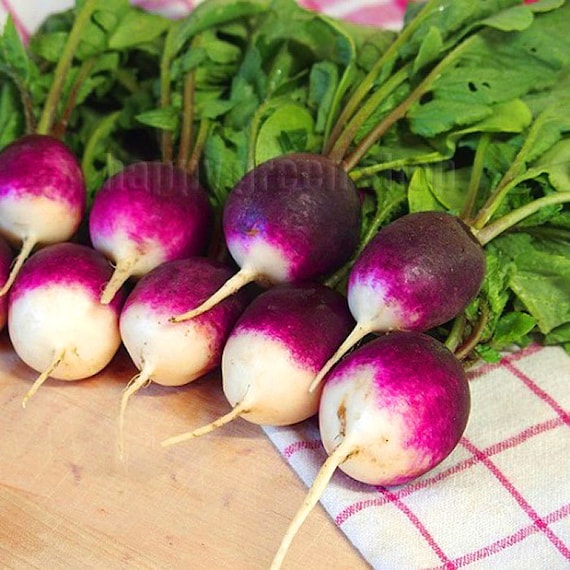 Purple Radish