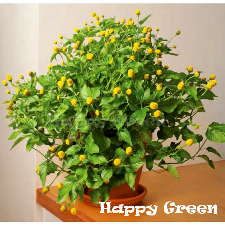 TOOTHACHE PLANT 400 SEEDS Spilanthes Oleracea Perennial - Etsy