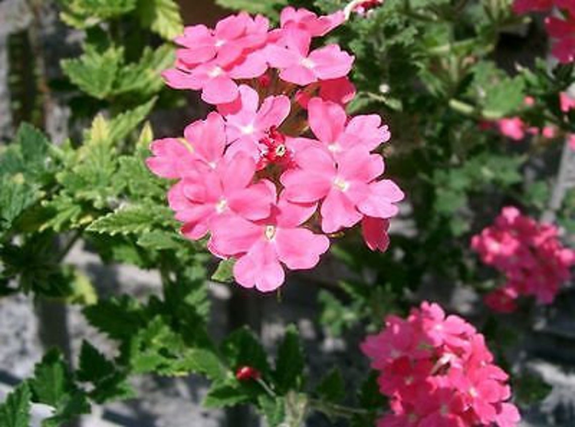 Verbena Florist Mix 200 SEEDS Verbena Hybrida FLOWER - Etsy