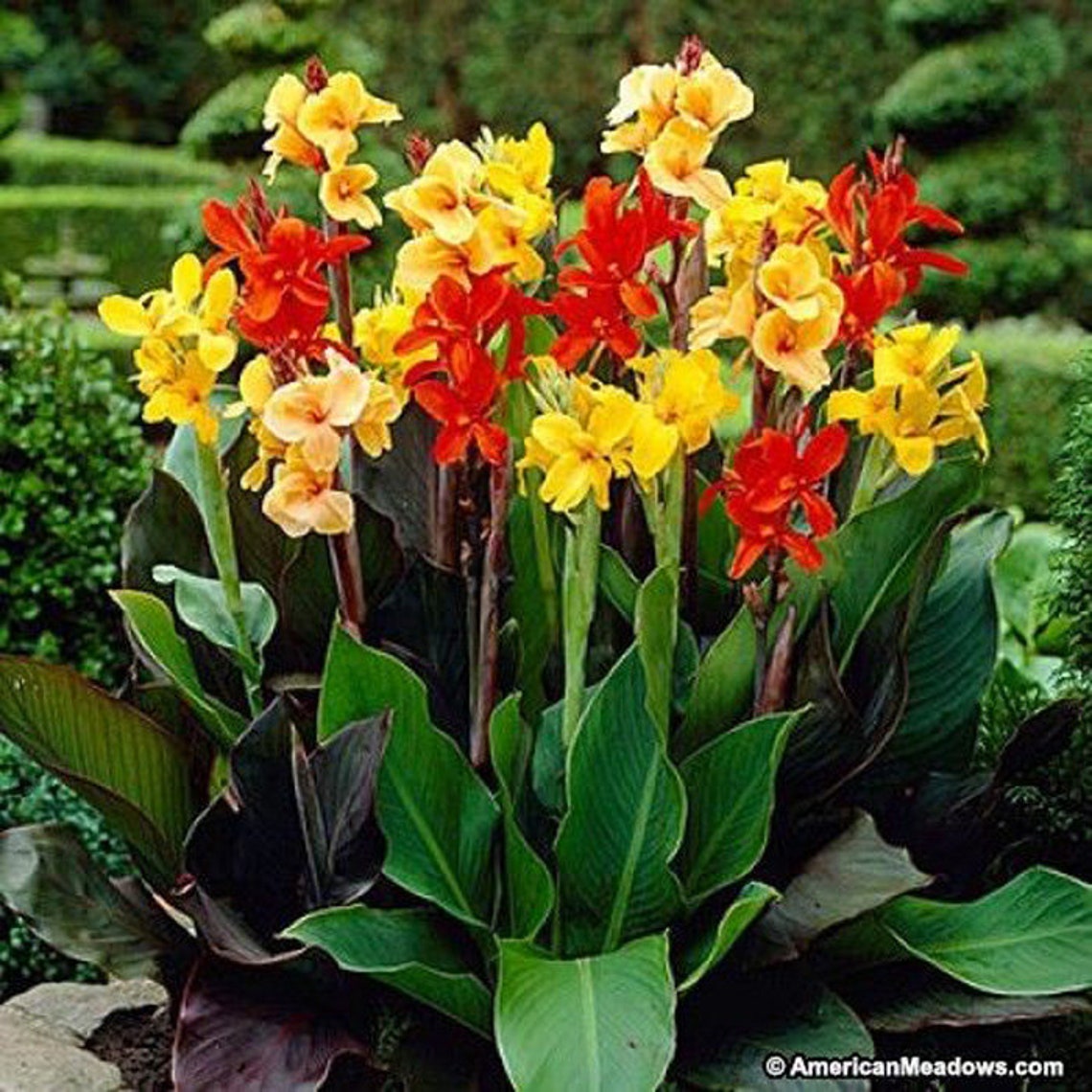 CANNA INDICA - 8 SEEDS - Mixed Colours - Indian Shot - Tropical - up to ...