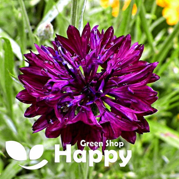 Purple Corn Flower