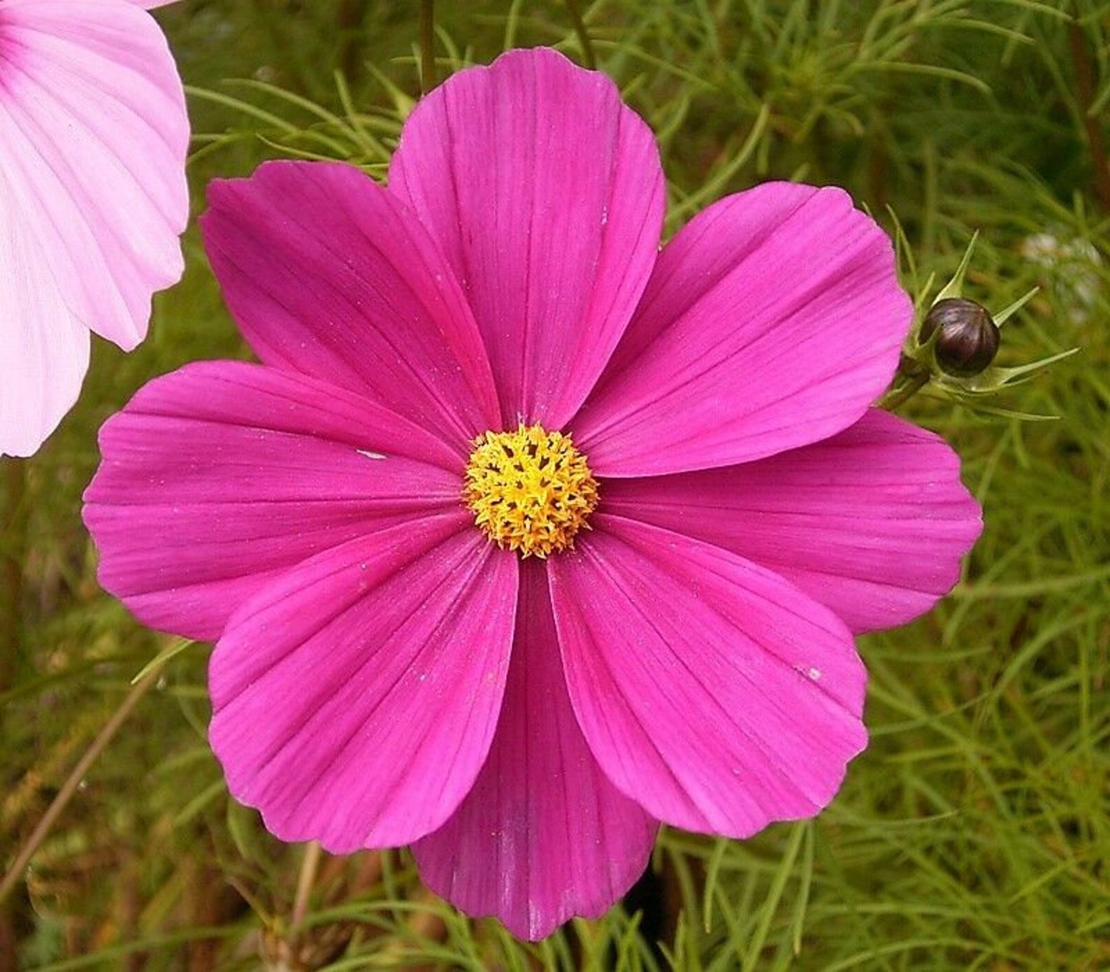 FLOWER COSMOS Sea Shells Mix 400 Seeds Cosmos - Etsy UK