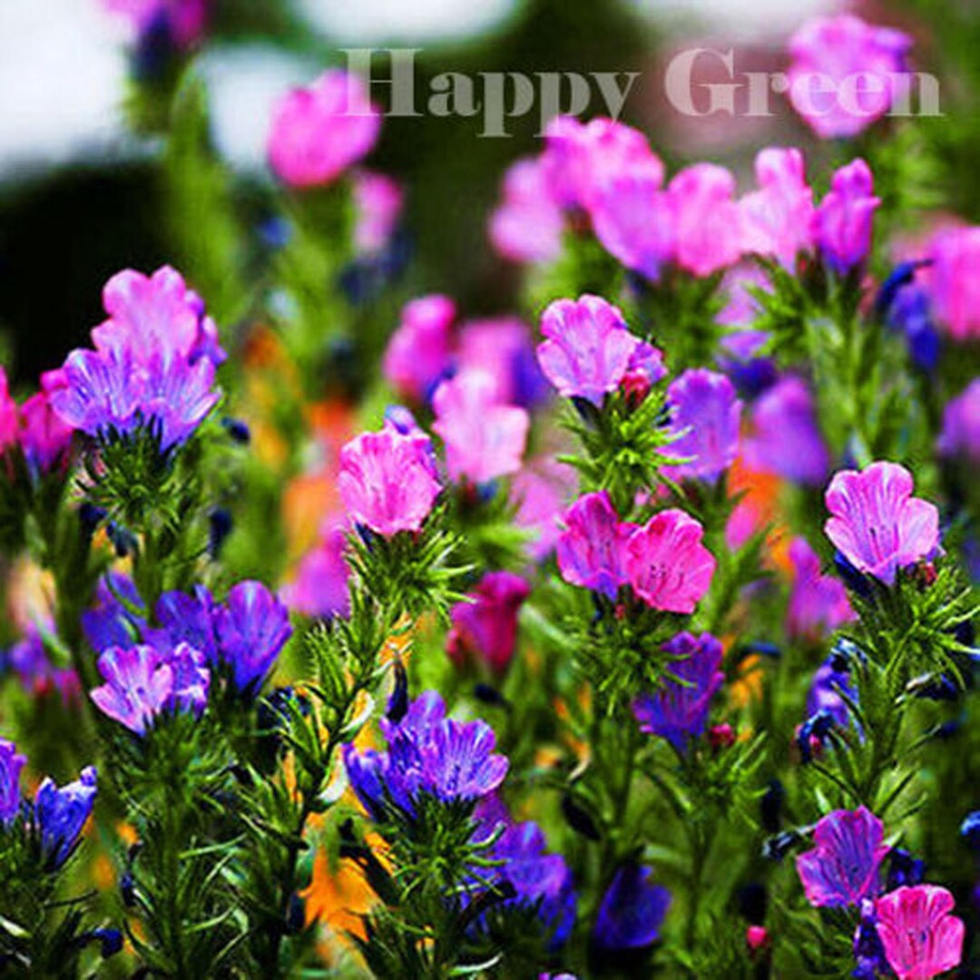 Blueweed Flower MIX - 220 graines - Echium Plantagineum - Bugloss des ...