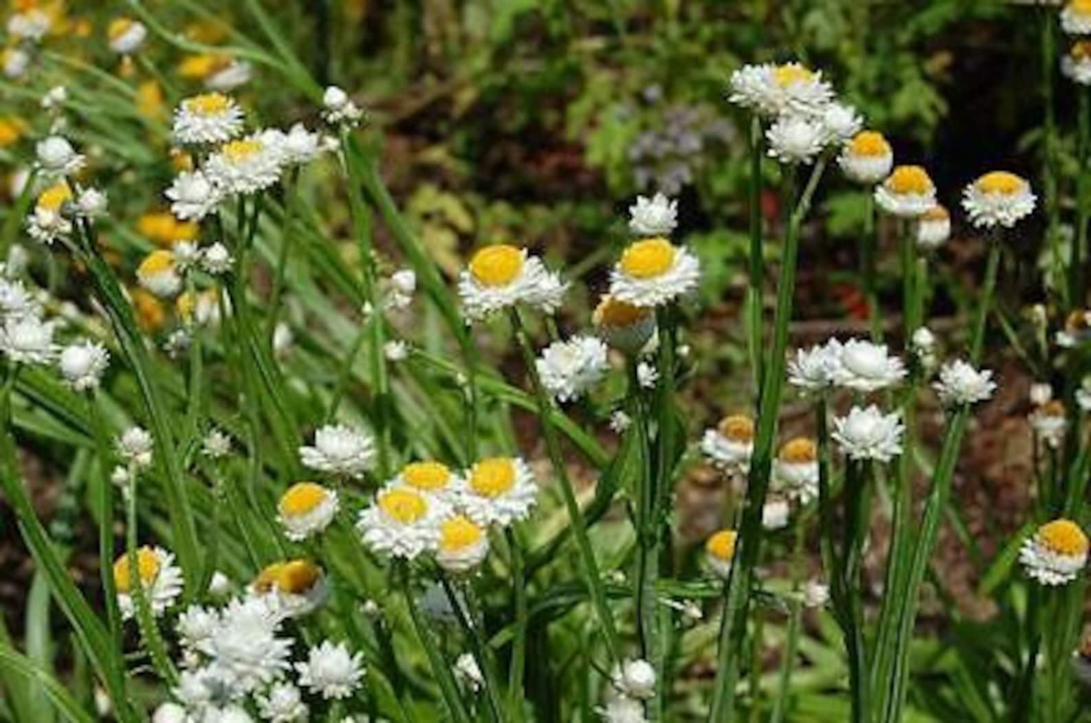 WINGED EVERLASTING Ammobium Alatum 1000 seeds FLOWER | Etsy