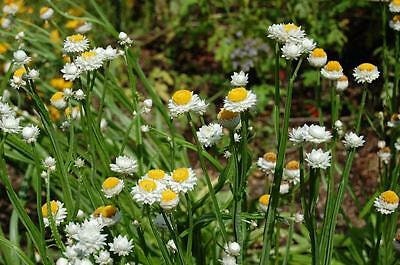 WINGED EVERLASTING Ammobium Alatum 1000 Seeds FLOWER - Etsy Canada