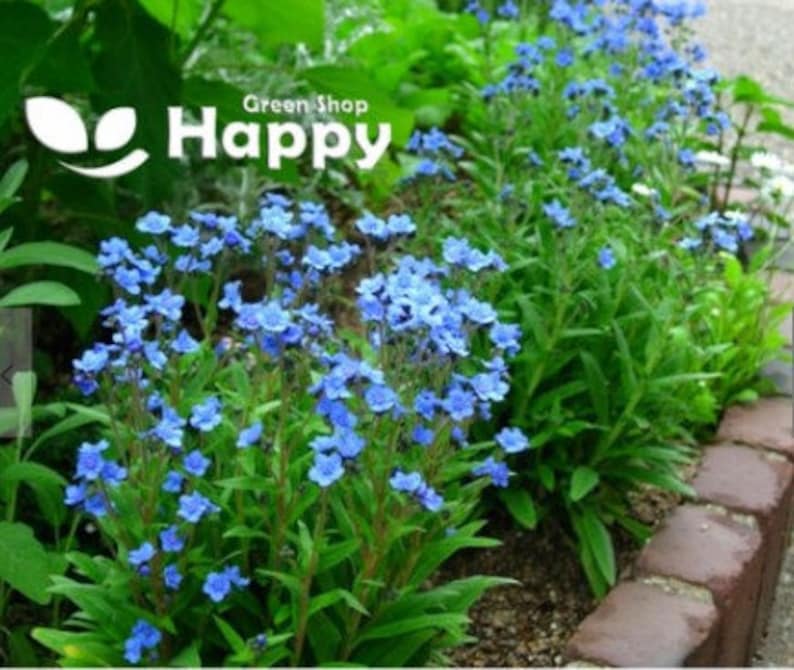 Chinese FORGET ME NOT - Firmament 750 Seeds - Cynoglossum Amabile ...