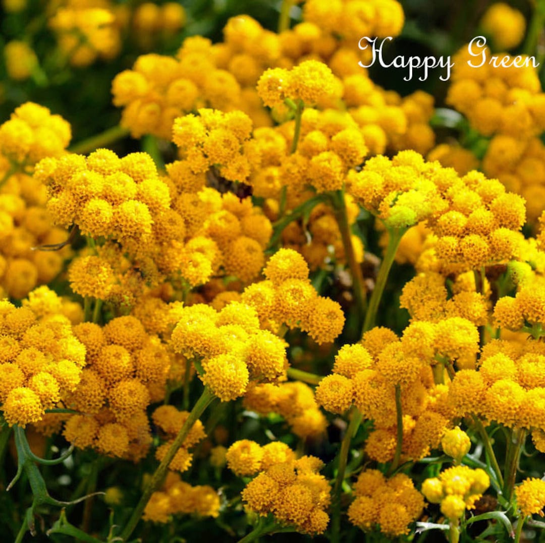Gele Ageratum - Lonas inodora - 850 SEEDS - Eenjarige bordersnijbloem ...